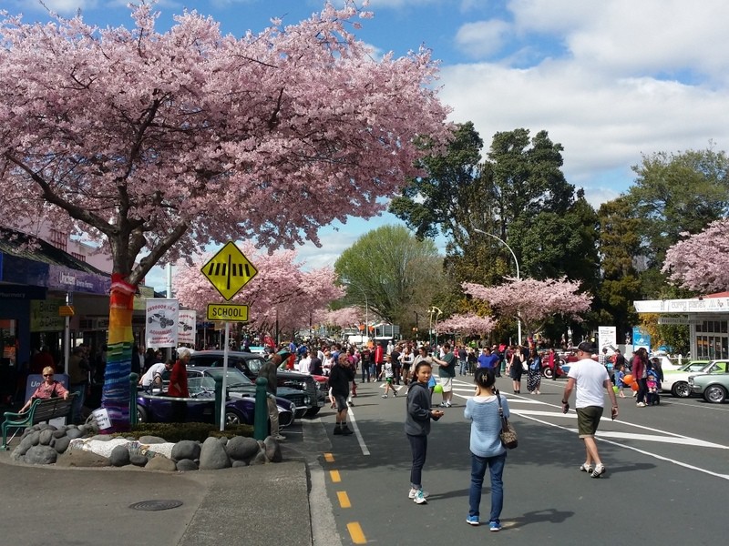 Cherry Blossom is scene at the Greerton Village